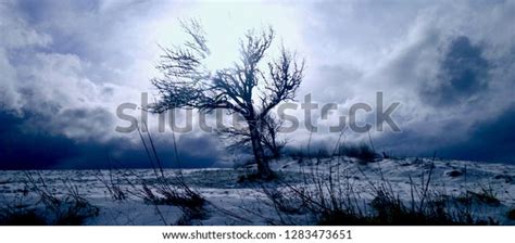 Naked Tree During Winter Snow Dark Stock Photo Shutterstock