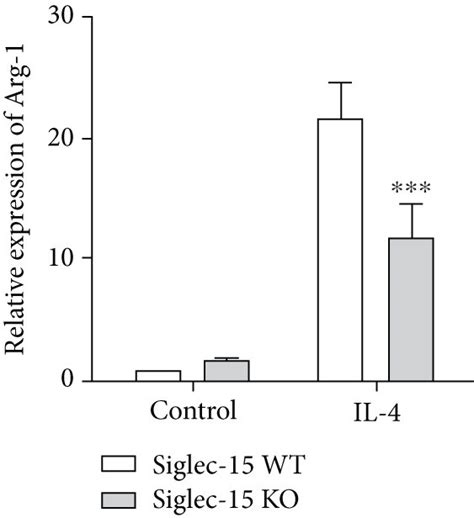 Deletion Of Siglec 15 Inhibits The Polarization Of Macrophages Towards
