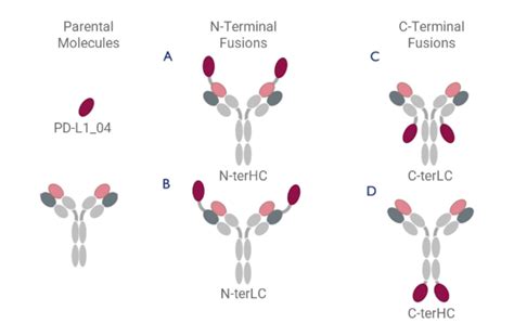 Building Bi Specific Antibodies To Increase Functionality Of Iggs