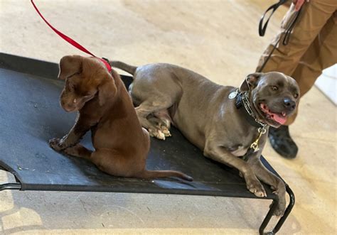 Behavior Modification Program 4 Weeks Mid State K9