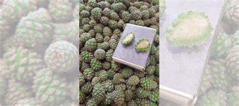 Молодые сосновые шишки купить в Ульяновске Товары для дома и дачи Авито