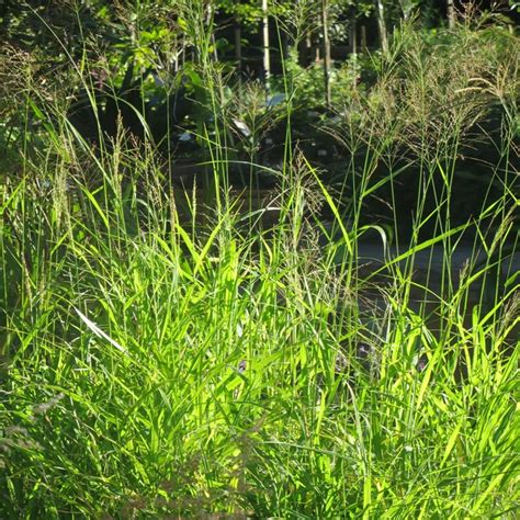 Panicum Maximum Guinea Grass Buffelsgras Ubabe