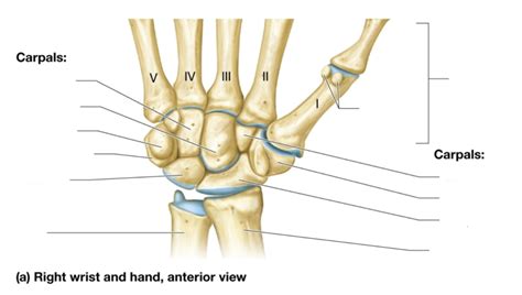Lab 6 Phalanges Metacarpals And Carpals Diagram Quizlet