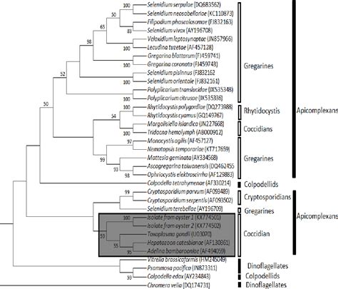 Figure 1 2 From Molecular Detection Of The Apicomplexan Parasite X Apx In Bivalves In New