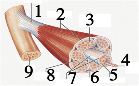 Muscle Microstructure Flashcards Quizlet