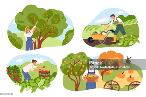 수확 장면 농부들은 나무에서 과일과 열매를 따냅니다 사람들은 채소를 따고 있습니다 호박과 토마토 침대 정원 식물은 수확합니다 농업 및 원예 화려한 벡터 세트 채소에 대한
