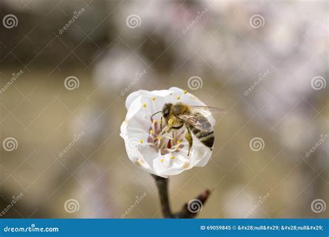 Honeybee Problem Stock Image Image Of Distributing Disappearance 69059845