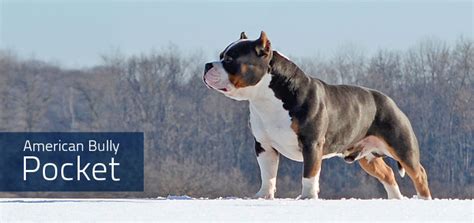 Tipos De American Bully En Abkc Bullystvshow