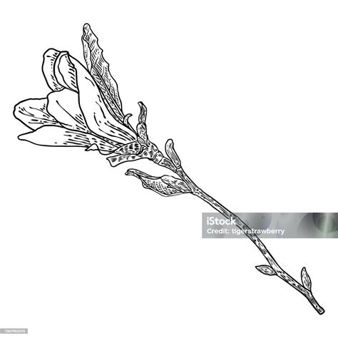 하얀 배경에 고립 된 나뭇가지에 잎이있는 봄 목련 꽃 실제 나무에서 손으로 그립니다 실제 자연 나뭇 가지 와 꽃 머리 벡터 0명에 대한 스톡 벡터 아트 및 기타 이미지