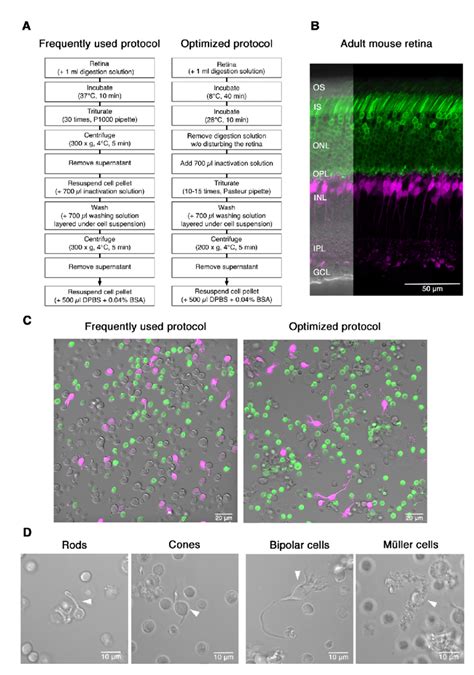 Dissociation Of The Retina For Scrna Seq A Flowchart Showing