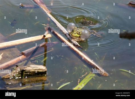 Toad In The Lake Very Realistic The Toad Makes Eye Contact Stock