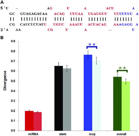 Evolutionary Variability In Mirna Precursor Sequences A An Example
