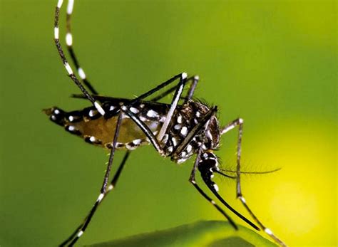 Aedes Aegypti Saiba Como Combater Os Criadouros Do Mosquito Em Prédios