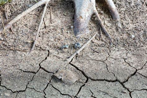Top View Tree Roots And Ground Drought Cracks In Summer Images For Background Stock Image