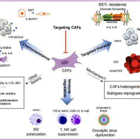 Targeting Cancer Associated Fibroblasts Cafs In Cancer Four Main Download Scientific Diagram