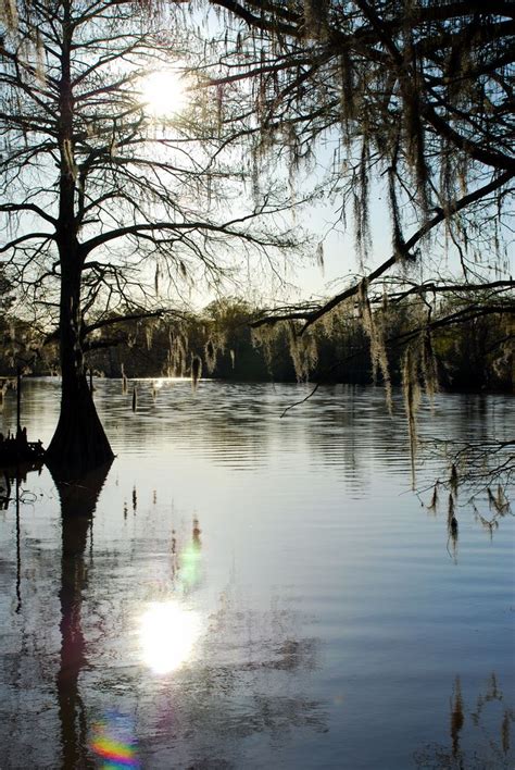 22 Best Louisiana Swamp And Bayou Art Images On Pinterest Louisiana