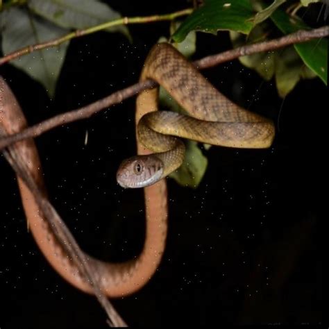 Snakes Instance Segmentation Dataset V7 2022 11 10 10 13am By Snake