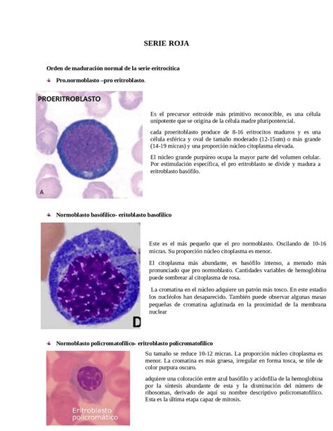 Normoblasto Policromatofilico Bone Marrow Is The Primary Medical