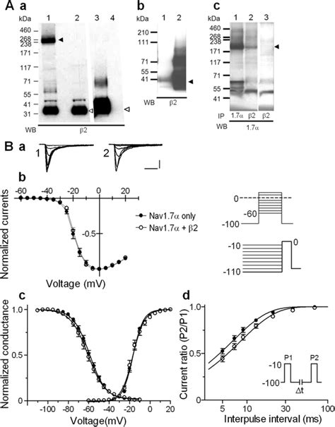 detection of expression of the β2 subunit in rat brain tissue and