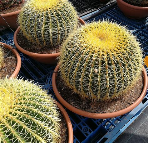 Echinocactus Grusonii Cacti Free Uk Delivery