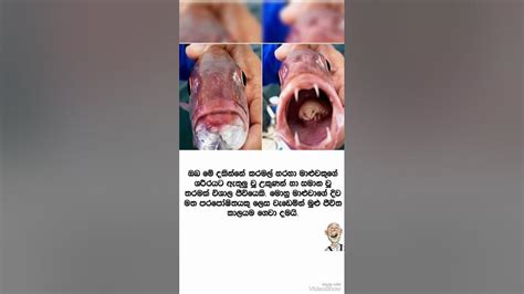 ඔයානොදන්නා දේවල් හතරක් ඔබ නැරඹිය යුතුම වීඩියෝවකි 2024 02 26 Youtube