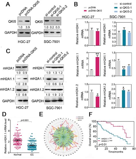 Qki5 Mediated Alternative Splicing Of The Histone Variant Macroh2a1 Regulates Gastric