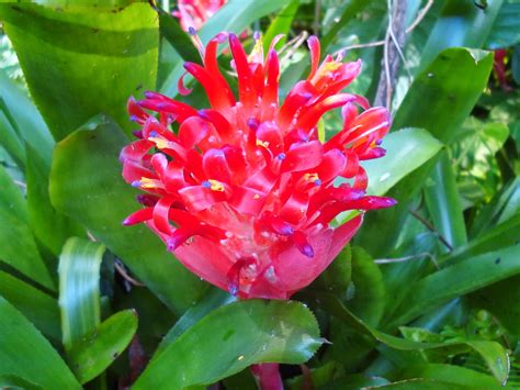 Редкие Комнатные Растения Фото И Названия – Telegraph