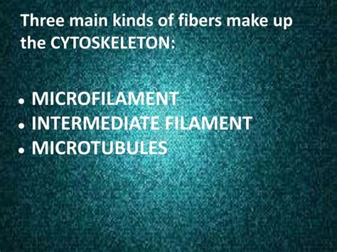 cytoskeleton cell shape and cell motility pptx