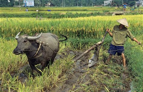 Tả Cánh đồng Lúa Chín 12 Bài Văn Mẫu Kèm Hình ảnh Cánh đồng Lúa Tuyệt