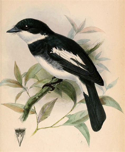 崖海鸦 Common Murre Uria Aalge 鸟网