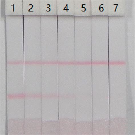 Lateral Flow Microarray Test Strips For Testing Samples Without