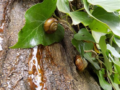 ლოკოკინები Anasun Kitios Flickr