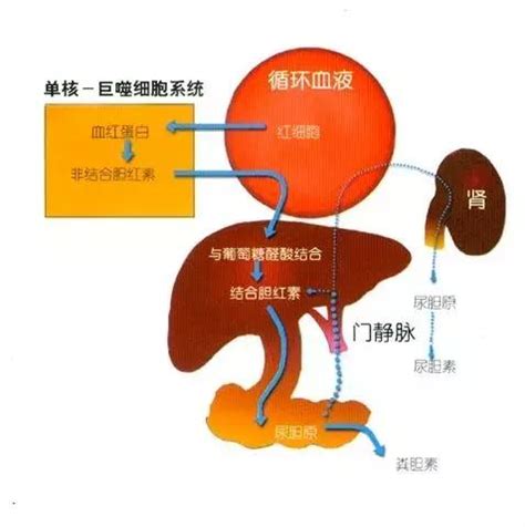 胆红素偏高怎么办这四类食物必不可少 患者