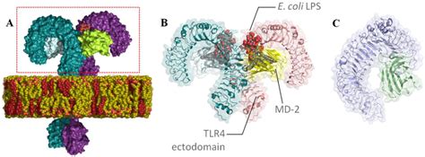 A Full Atom 3d Model Of The Agonist Lps Bound Tlr4 Dimer In A