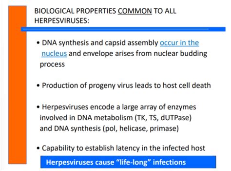 Herpesvirus Flashcards Quizlet