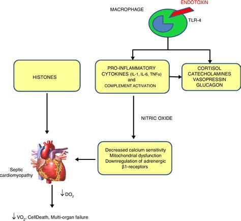 Management Of Myocardial Dysfunction In Septic Shock Potential Role Of