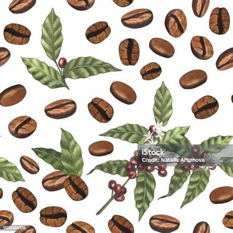 커피 아라비카 원두 나뭇가지의 수채화 이음매 없는 패턴 손으로 그린 그림은 흰색 배경에 분리되어 있습니다 카페 레스토랑 메뉴 카드 포스터를 위한 완벽한 컨셉 잎에 대한 스톡