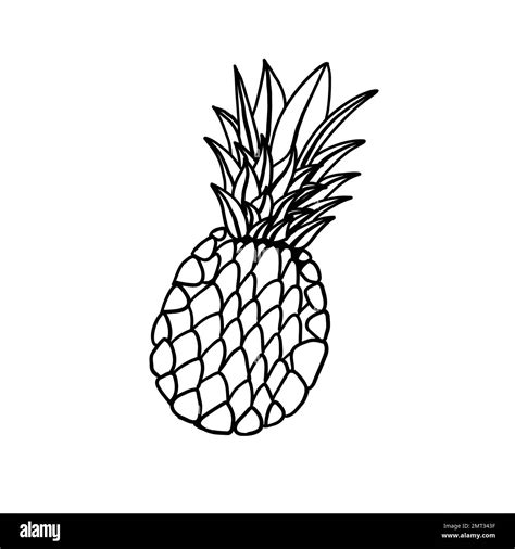 Simple Pineapple Vector Illustration In Outline Doodle Style Isolated