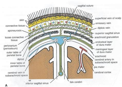 Block 4 Anatomy Face And Scalp Flashcards Quizlet Block 4 Anatomy Face And Scalp Flashcards Quizlet