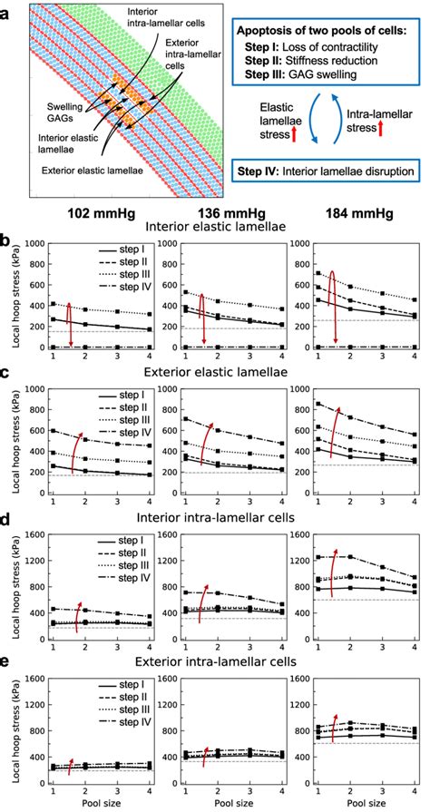 Feedback Loop Caused By Apoptosis Of Two Localized Collections Of Cells