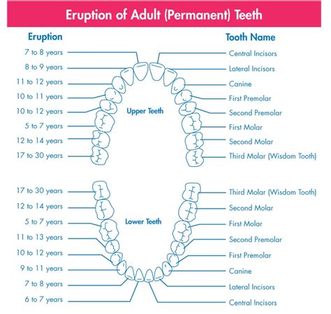 Dental Info Pediatric Dentist Hugo Mn Sprouts Pediatric Dentistry