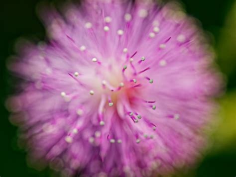 Touch Me Not Flower Lumix G85 With 7artisans 60mm Macro R M43