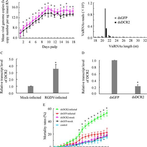 The Sirna Pathway Modulated The Persistent Infection Of Intact