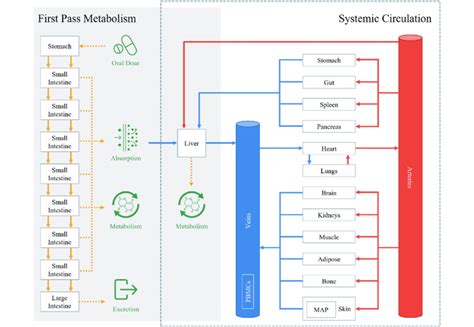 Schematic Diagram Of The Whole Body Pbpk Model Used To Predict Isl And