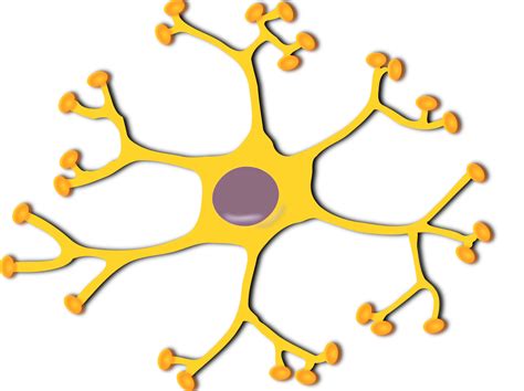 Clipart Neuron Interneuron 2