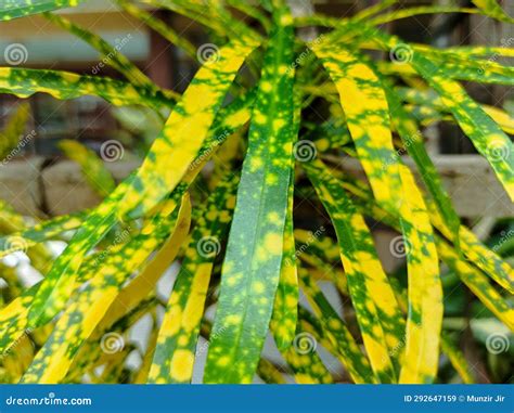 Croton Plant Yellow Spots At Joann Robertson Blog