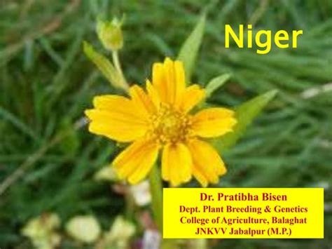 Niger Breedingcrop Improvement Pptx