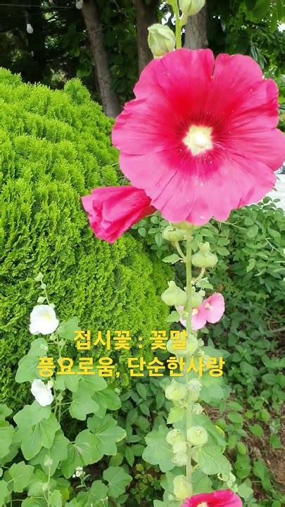 붉은 하얀 접시꽃 흔들리는 꽃들 영은tv 꽃들 접시꽃 Youtube