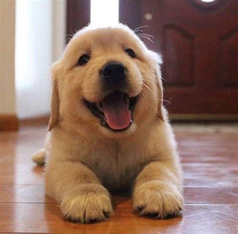 සුරතල් සතුන්ගේ පාරාදීසය