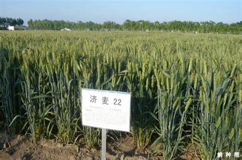 济麦44小麦品种简介济麦小麦品种简介麦369小麦品种介绍第2页大山谷图库